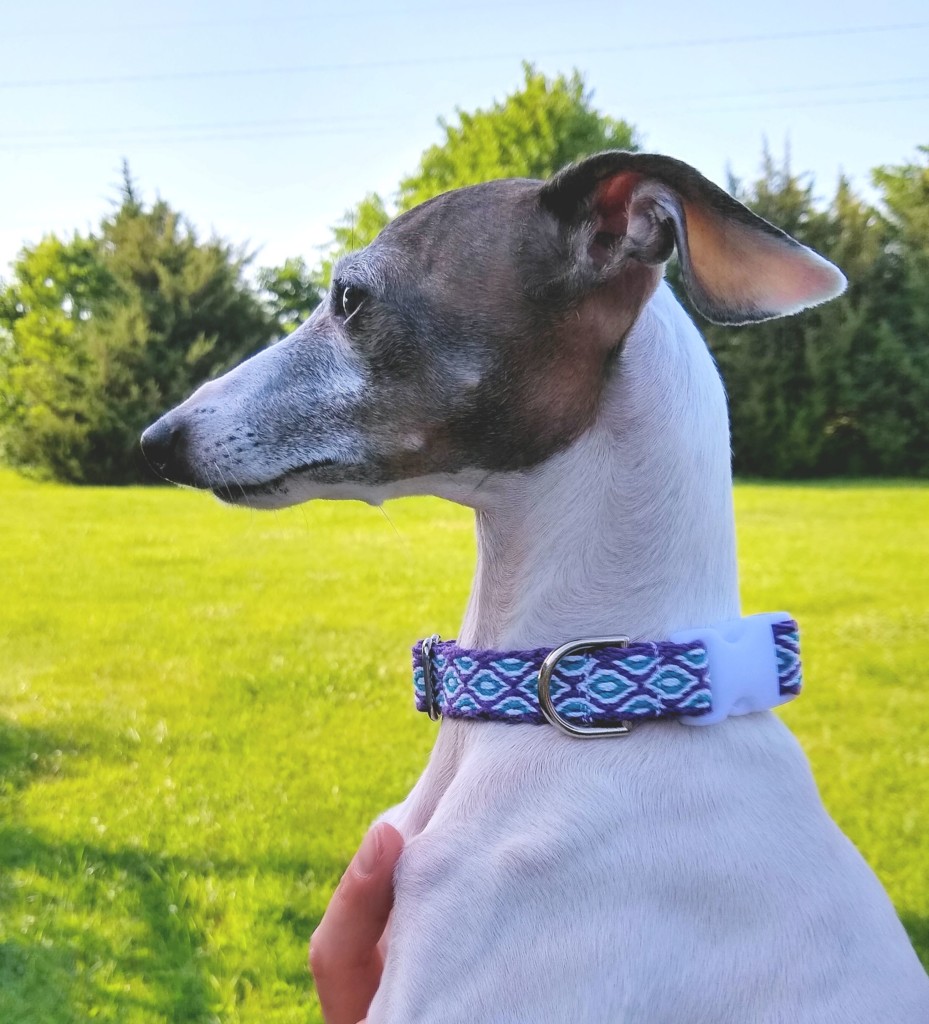 Tablet Weave a Dog Collar – Wichita Weavers, Spinners & Dyers Guild