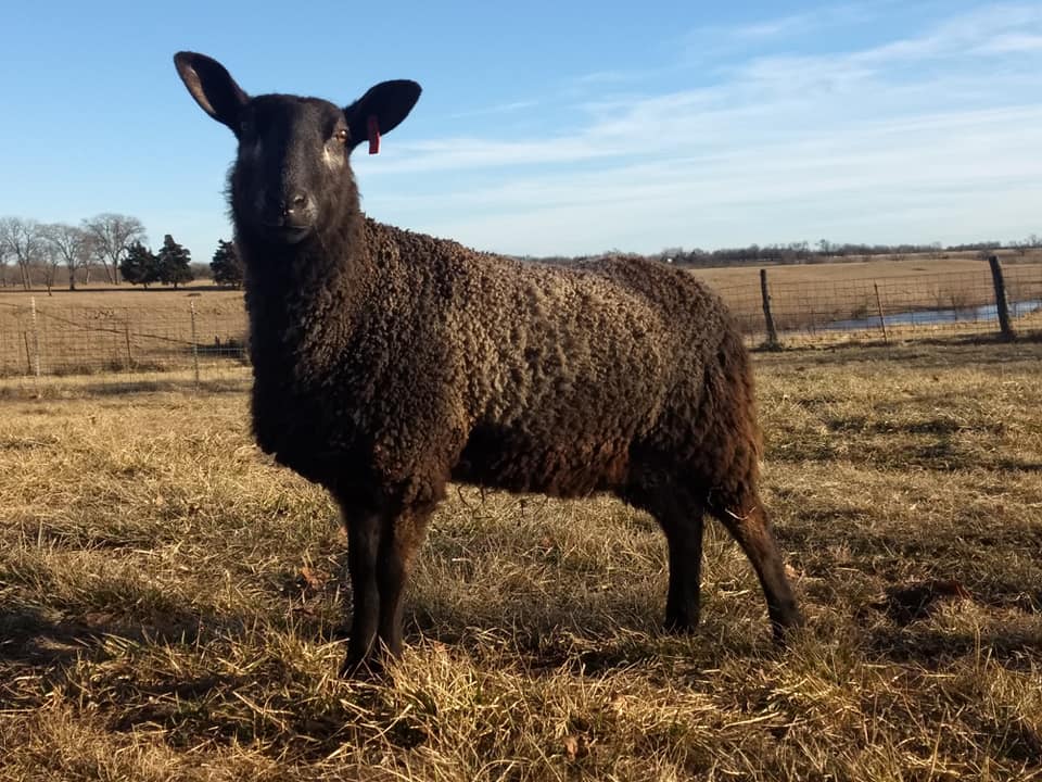 Kansas Sheep Council Partnership – Wichita Weavers, Spinners & Dyers Guild